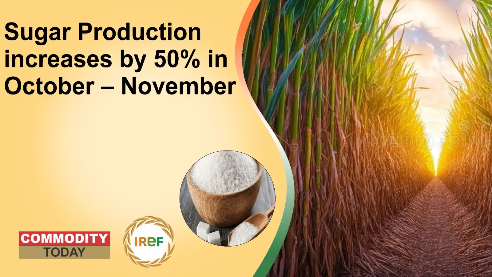 Sugar Production increases by 50% in October – November | IREF News | IREF